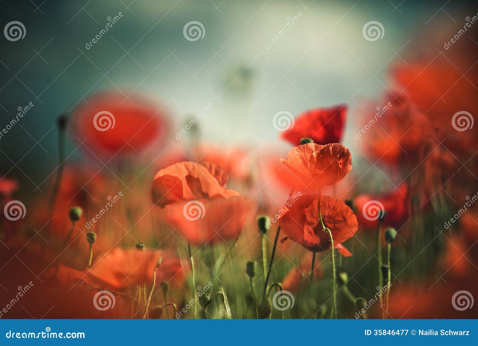 Poppy Meadow stock image. Image of bright, meadow, field - 35846477