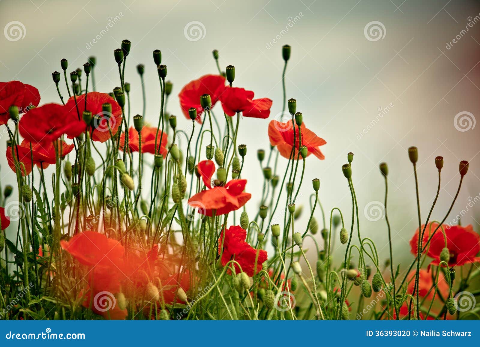 Poppy Meadow stock photo. Image of corn, field, summer - 36393020