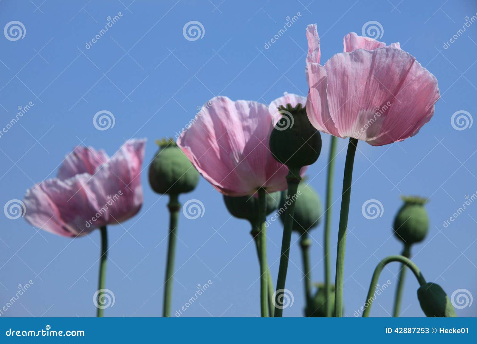 Poppy Meadow stock image. Image of summer, drug, morphine - 42887253