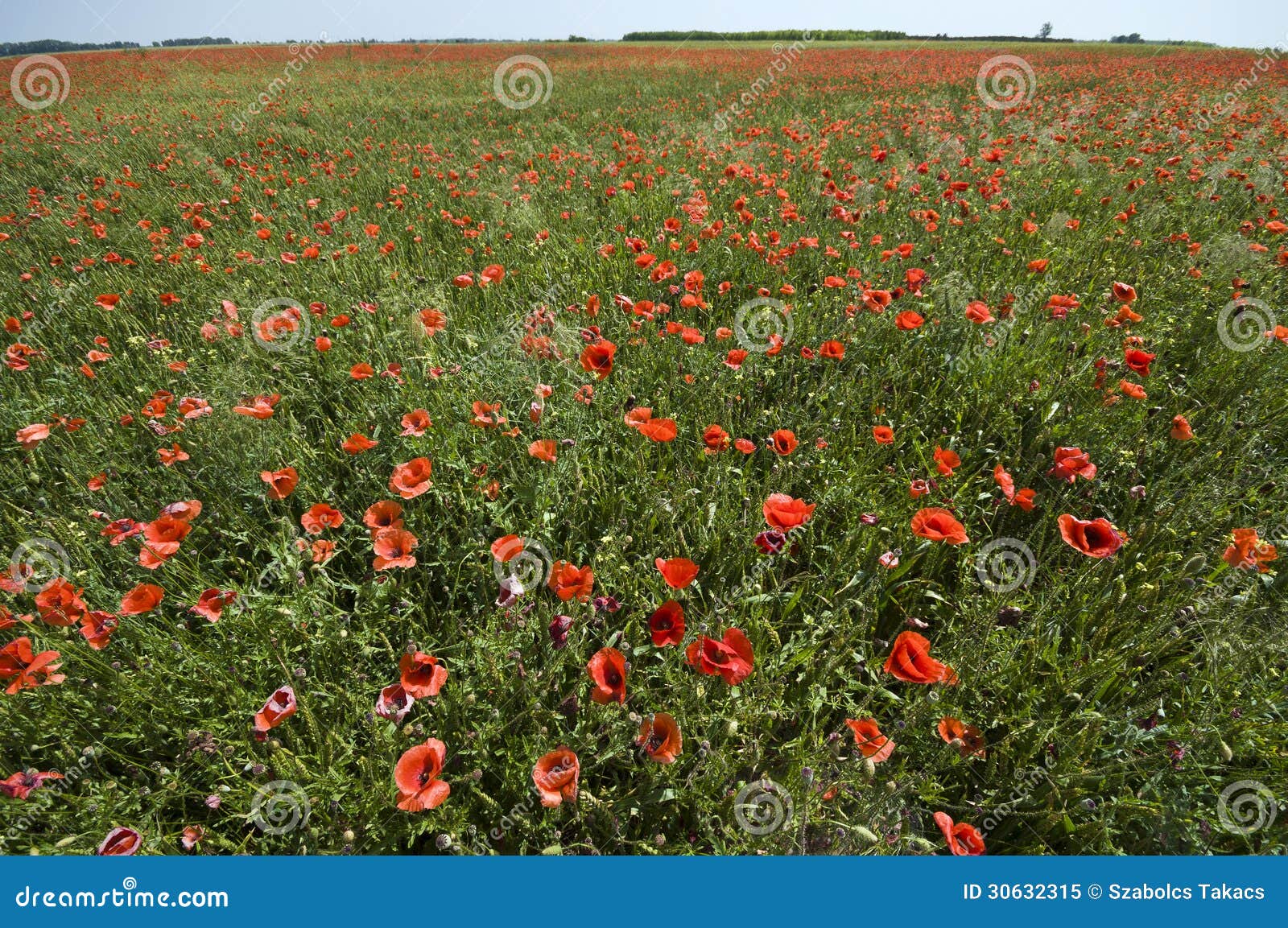 Poppy meadow stock image. Image of color, wideangle, grain - 30632315