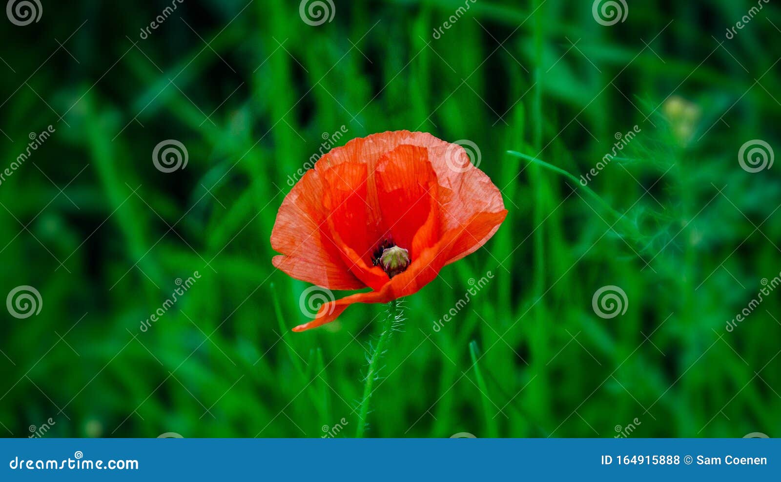 Poppy Meadow Spring Season Forest Stock Photo - Image of meadow, forest ...