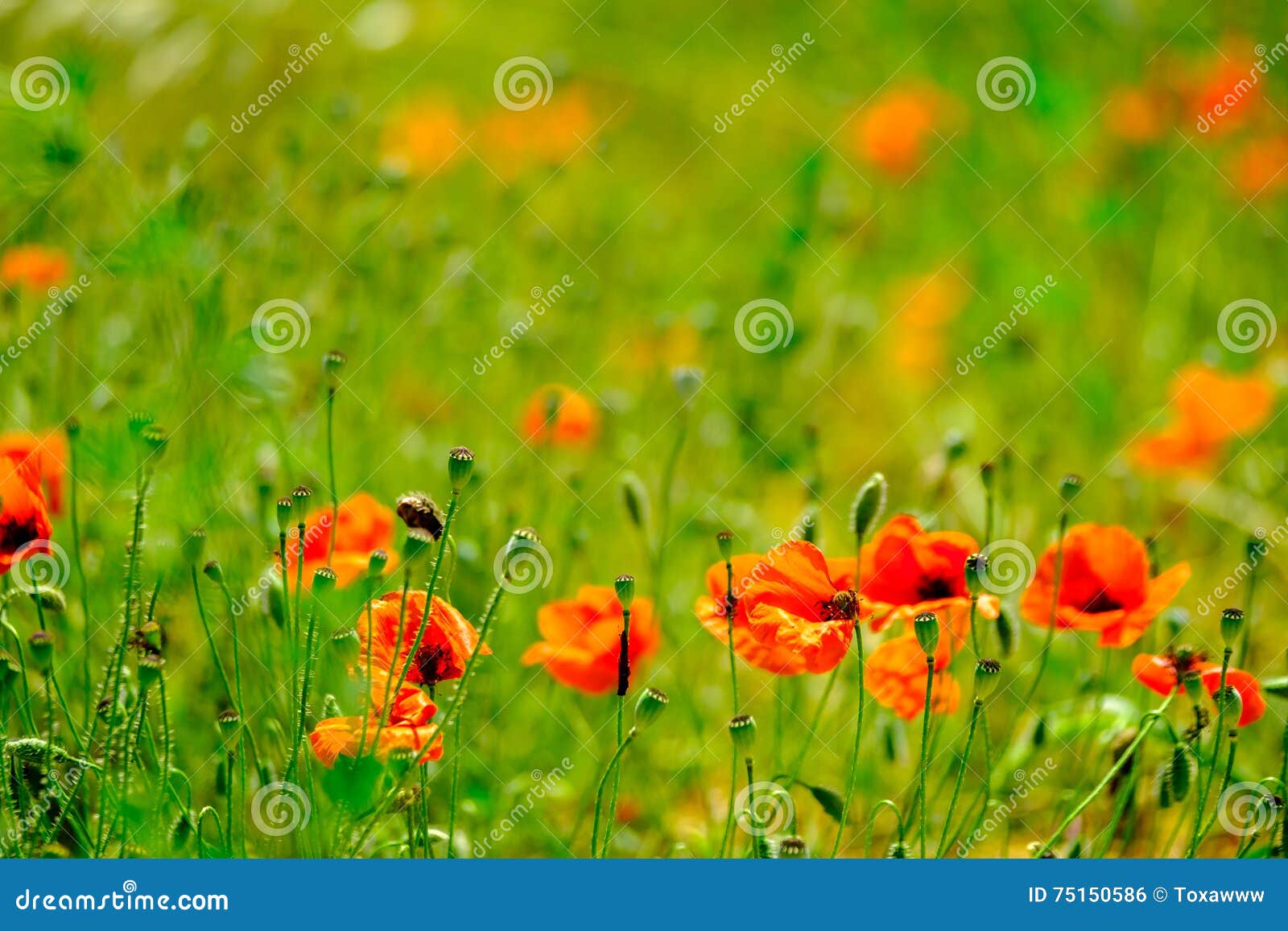 Poppy meadow at summer stock photo. Image of season, garden - 75150586