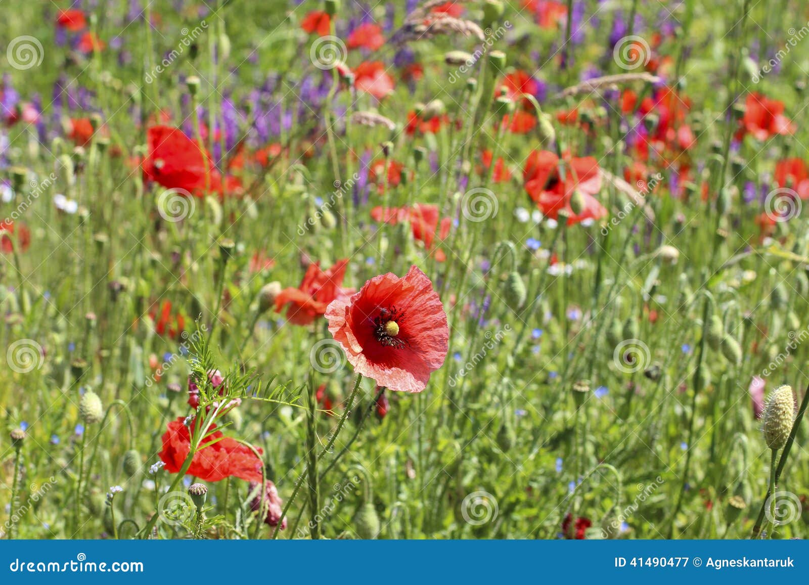 Poppy meadow stock image. Image of landscape, countryside - 41490477