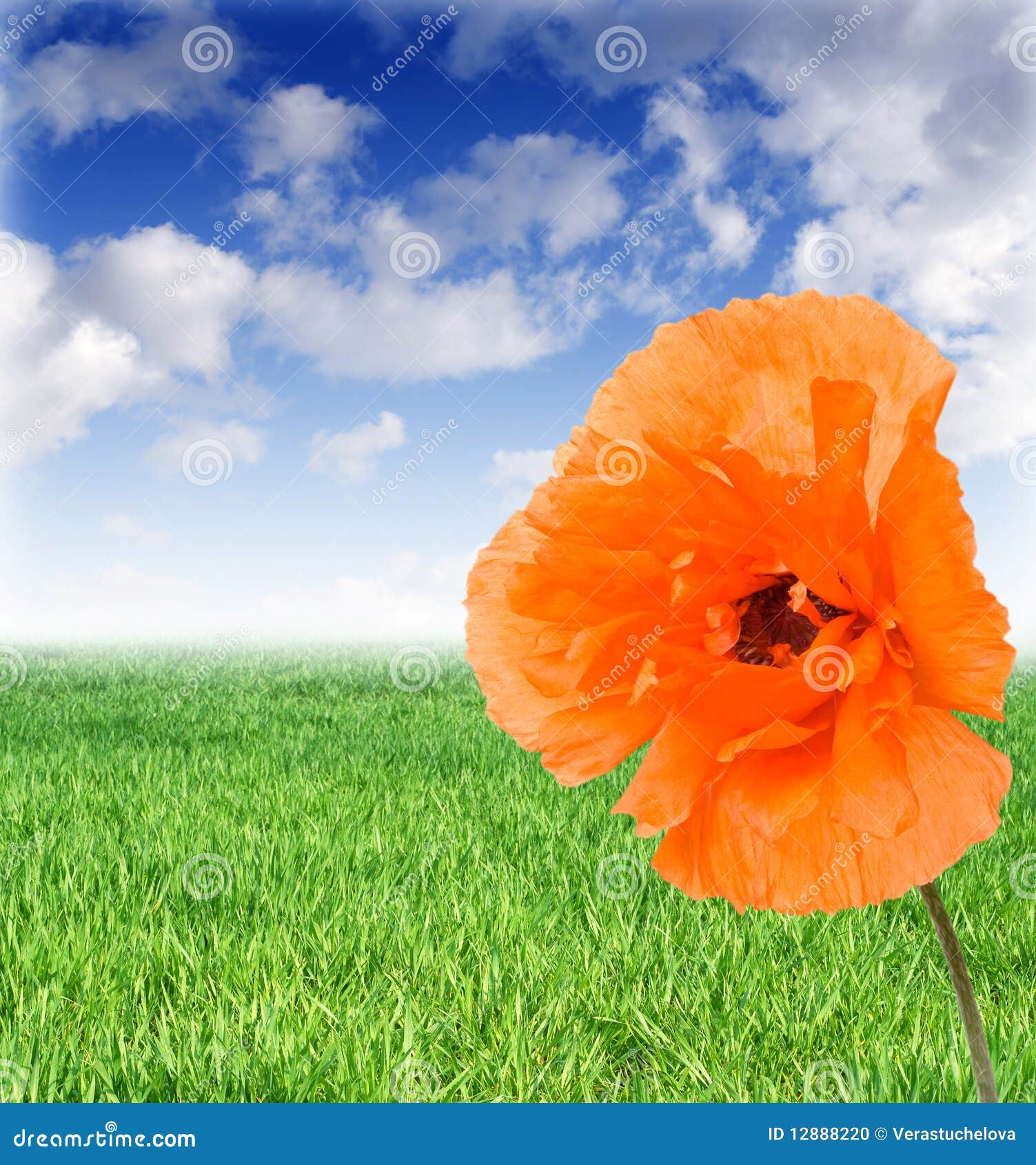 Poppy on a Meadow in Sunny Day Stock Photo - Image of flowers, field ...