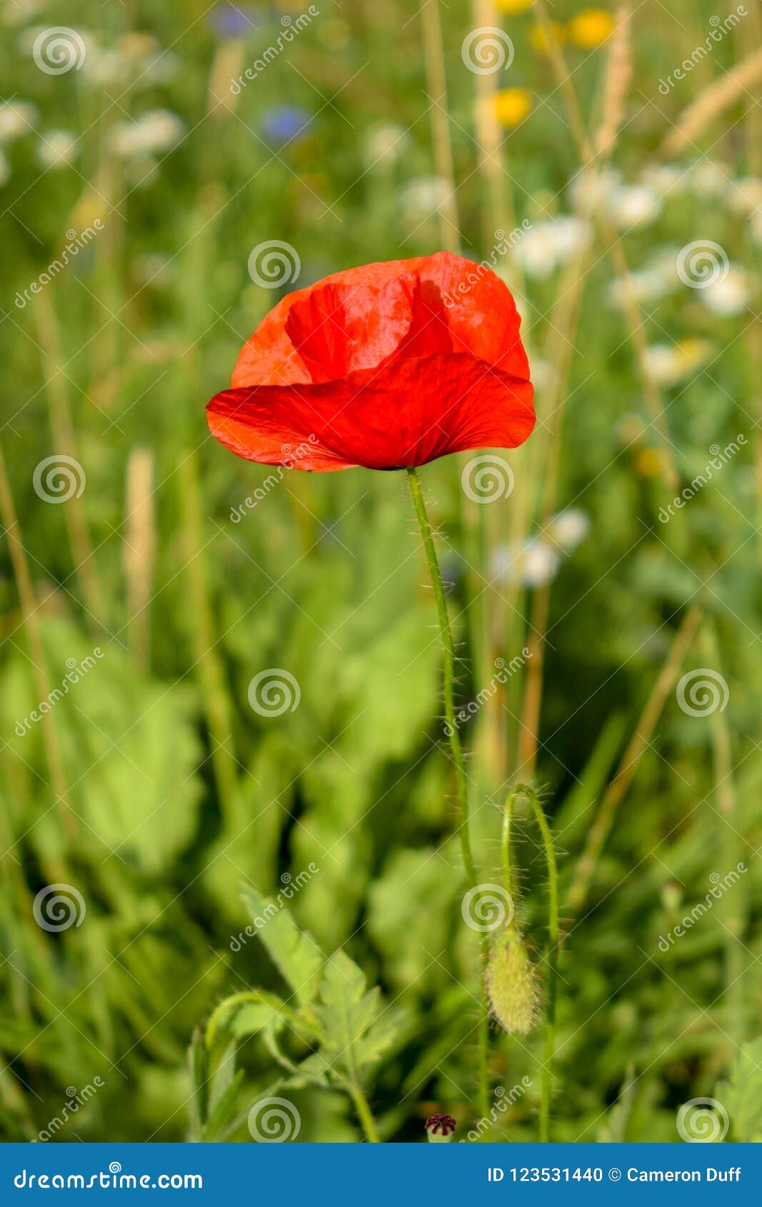 Perfect Poppy stock photo. Image of middle, poppy, cheshire - 123531440