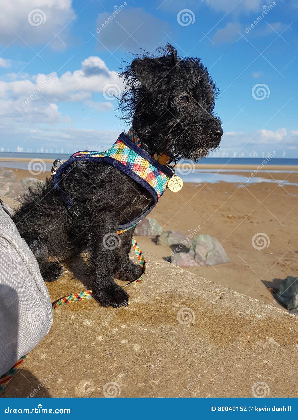 Poppy stock photo. Image of sand, beach, poppy, posing - 80049152