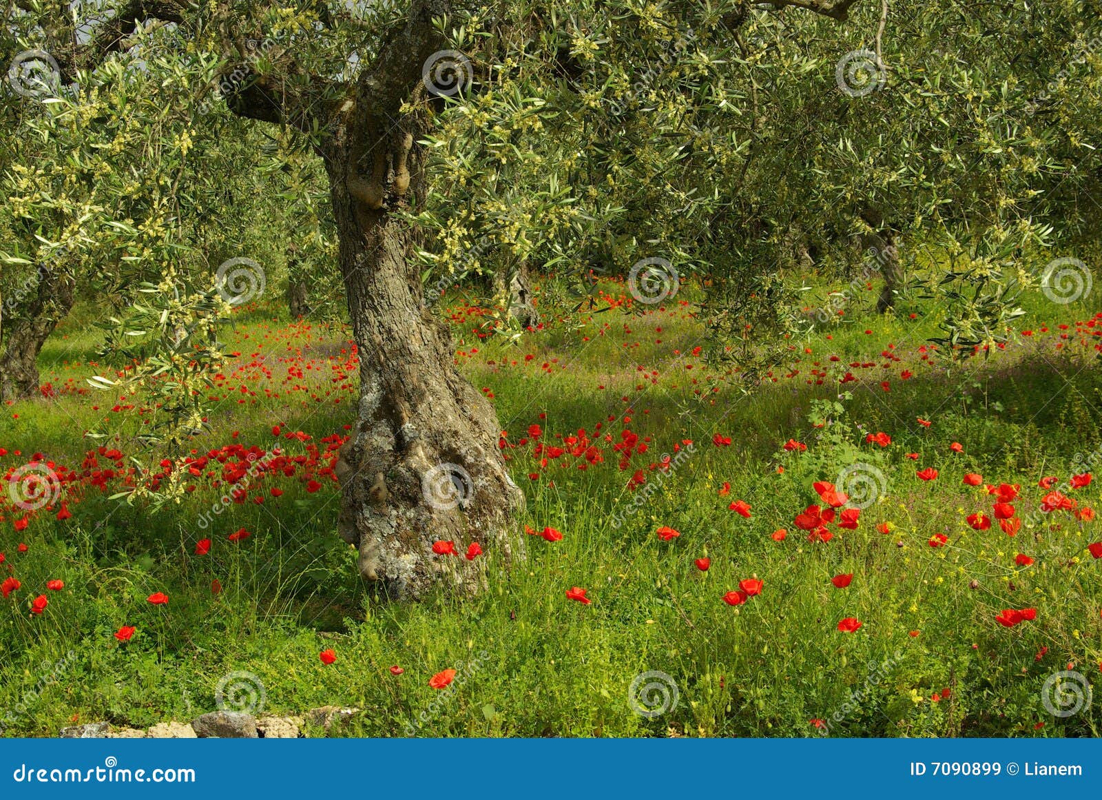 Poppy and olive tree stock image. Image of field, poppies - 7090899