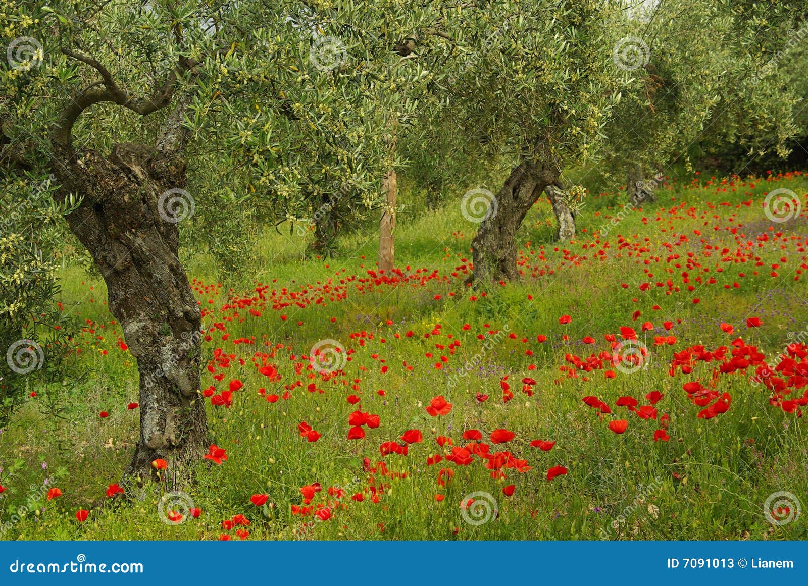 Poppy and olive tree stock image. Image of plant, field - 7091013