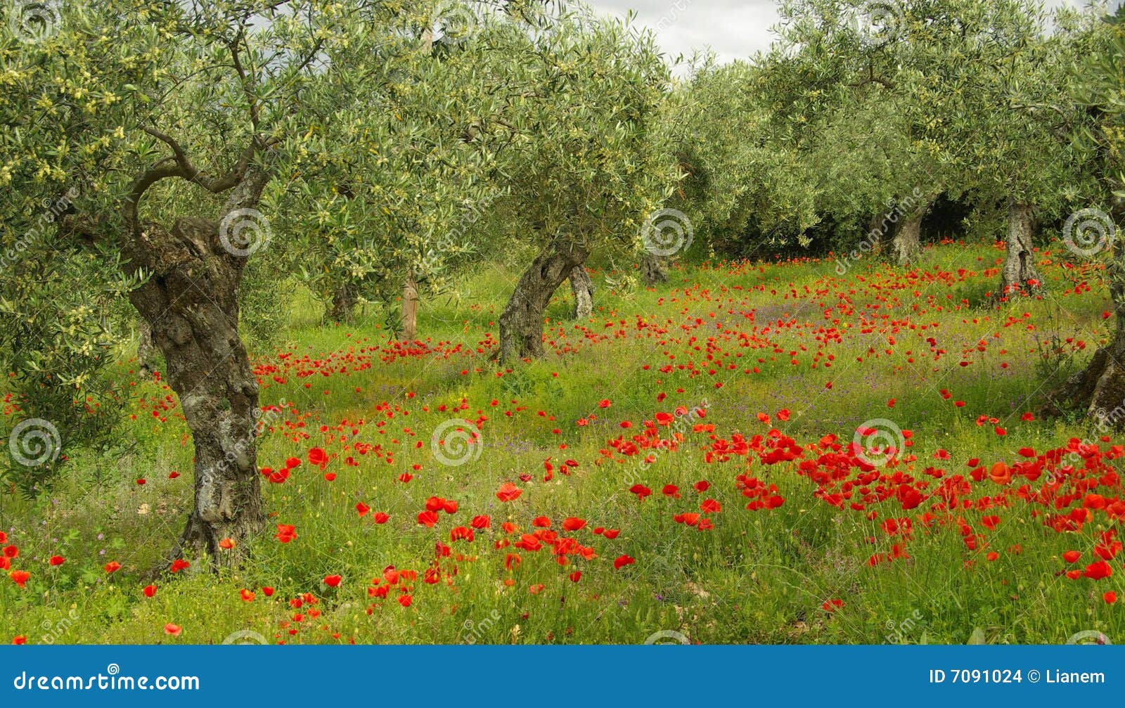 Poppy and olive tree stock photo. Image of extremadura - 7091024