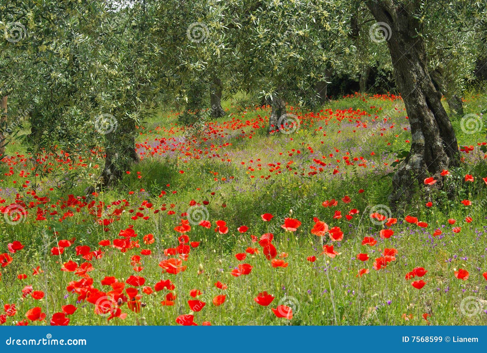 Poppy And Olive Tree Royalty-Free Stock Photo | CartoonDealer.com #7090983