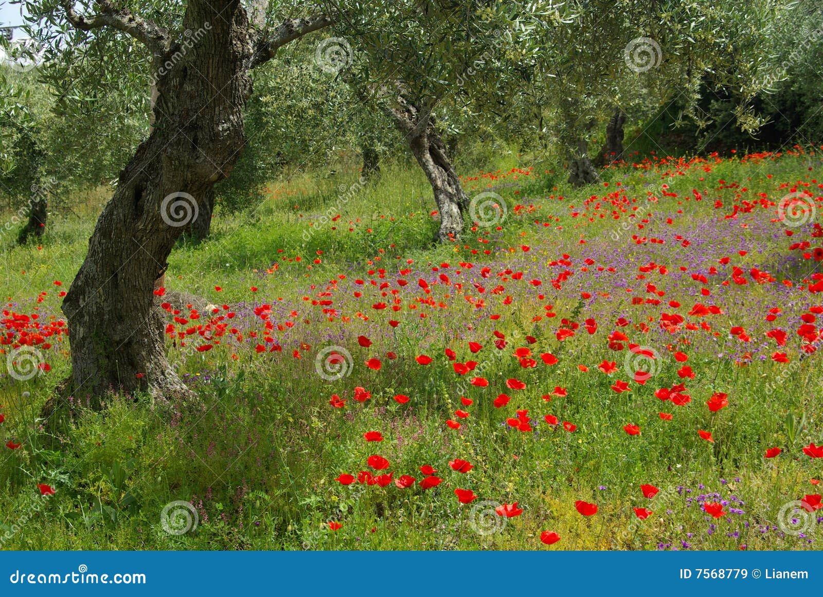 357 Poppy Olive Tree Photos - Free & Royalty-Free Stock Photos from ...