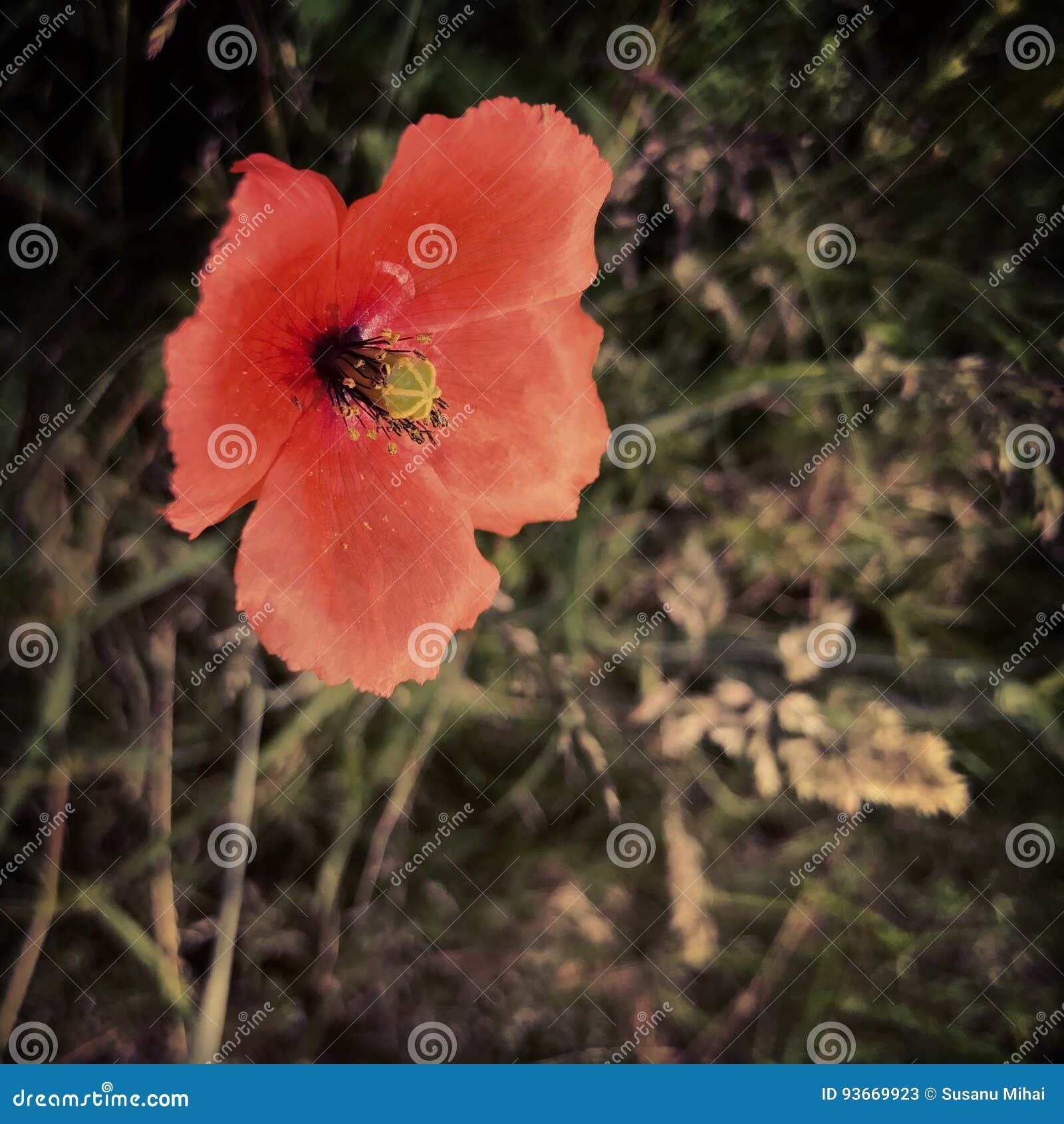Poppy stock image. Image of flower, poppy, outside, nature - 93669923