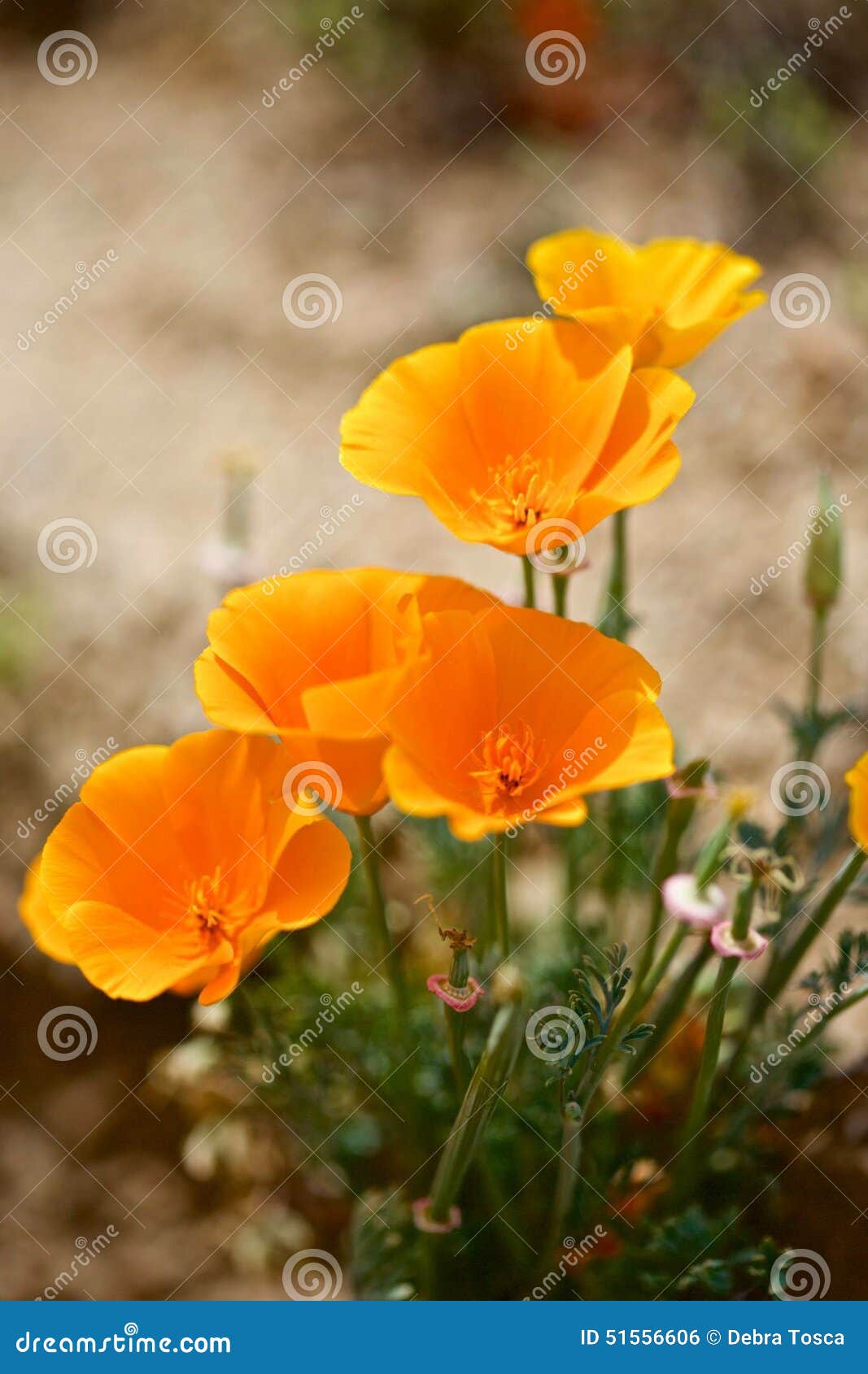 Poppy orange flower stock photo. Image of poppy, california - 51556606