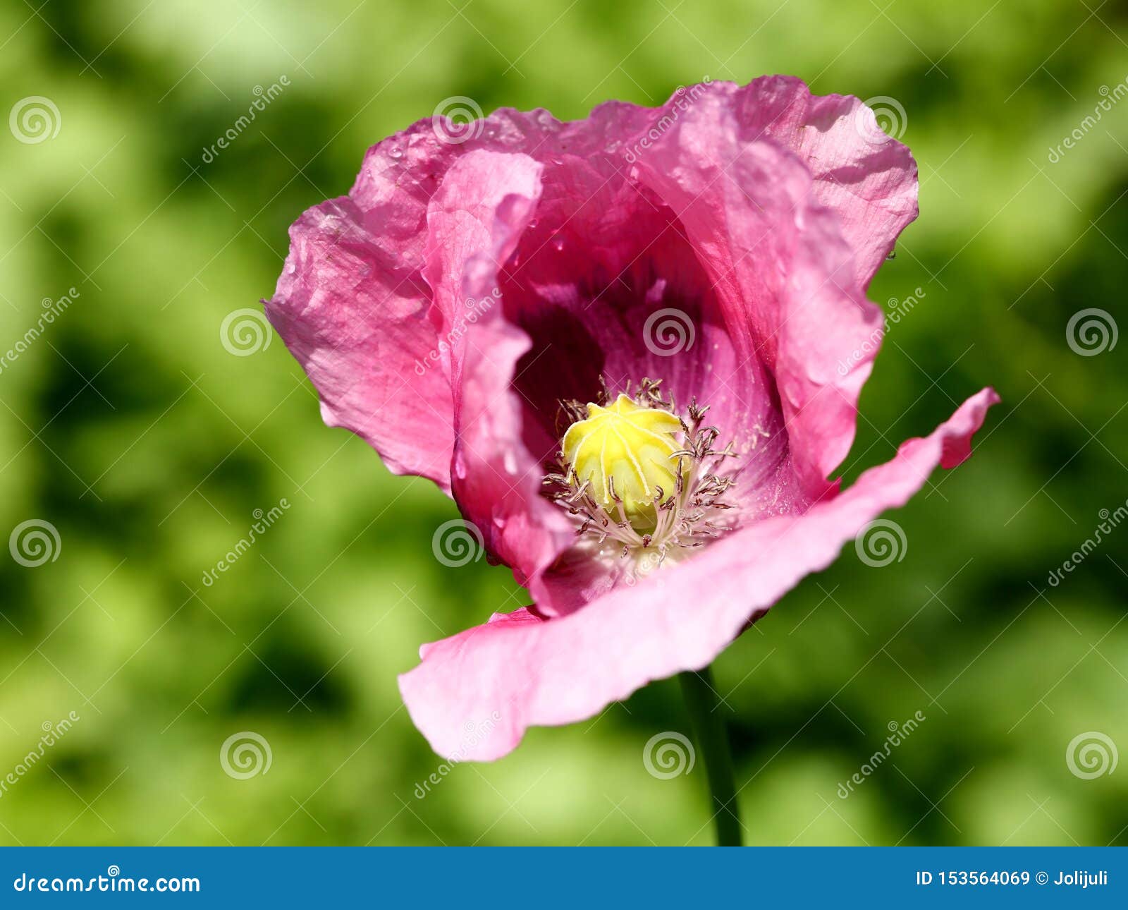 Poppy stock image. Image of july, closeup, flowers, fresh - 153564069