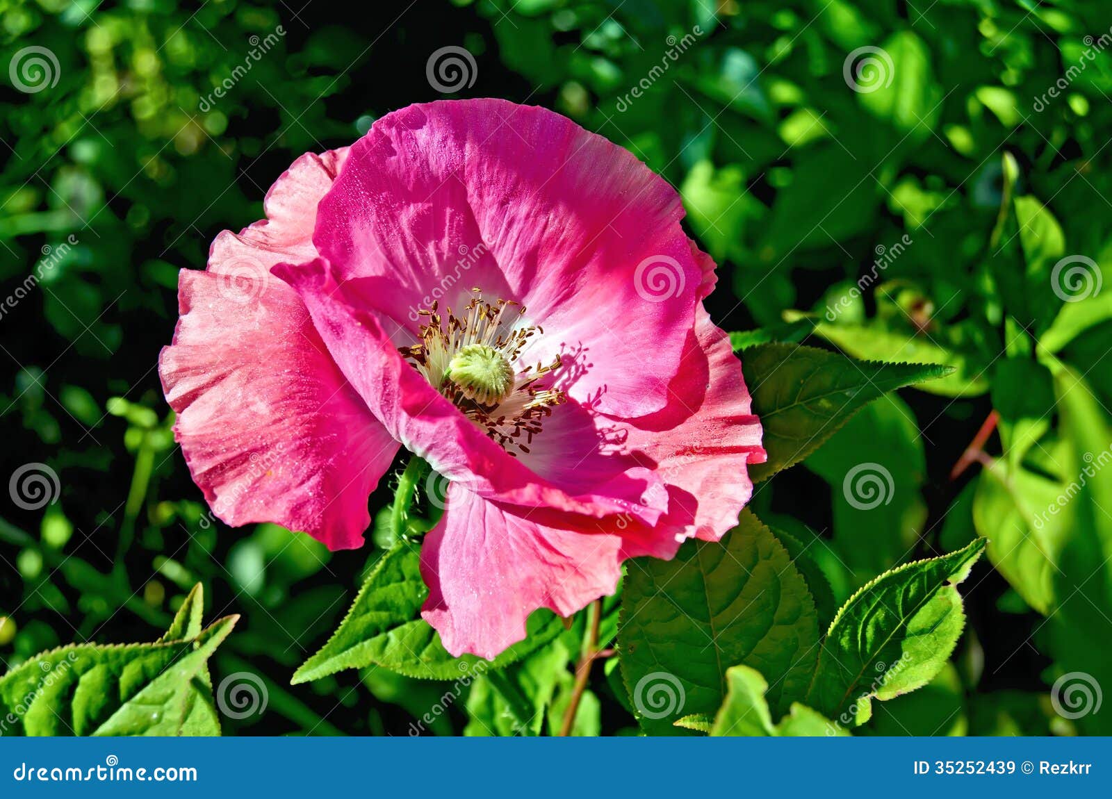Poppy pink among foliage stock image. Image of garden - 35252439