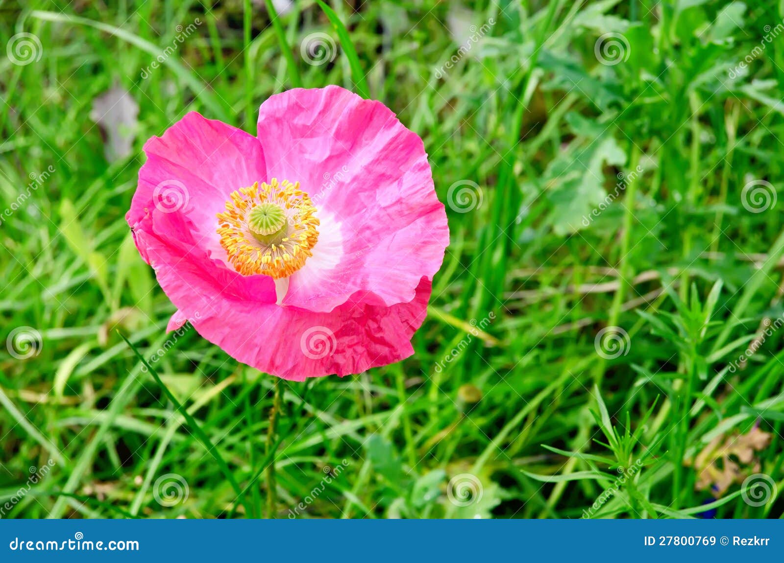 Poppy pink on the lawn stock image. Image of field, bright - 27800769