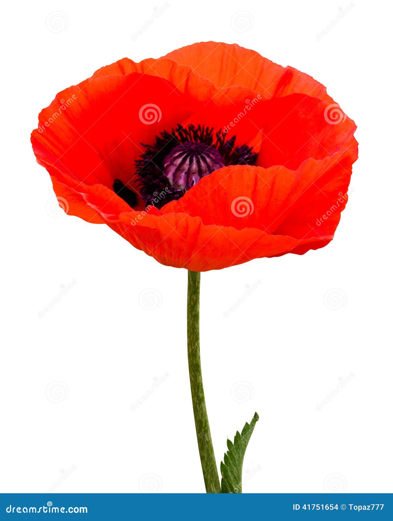 Poppy plant flora stock photo. Image of bloom, flower - 41751654