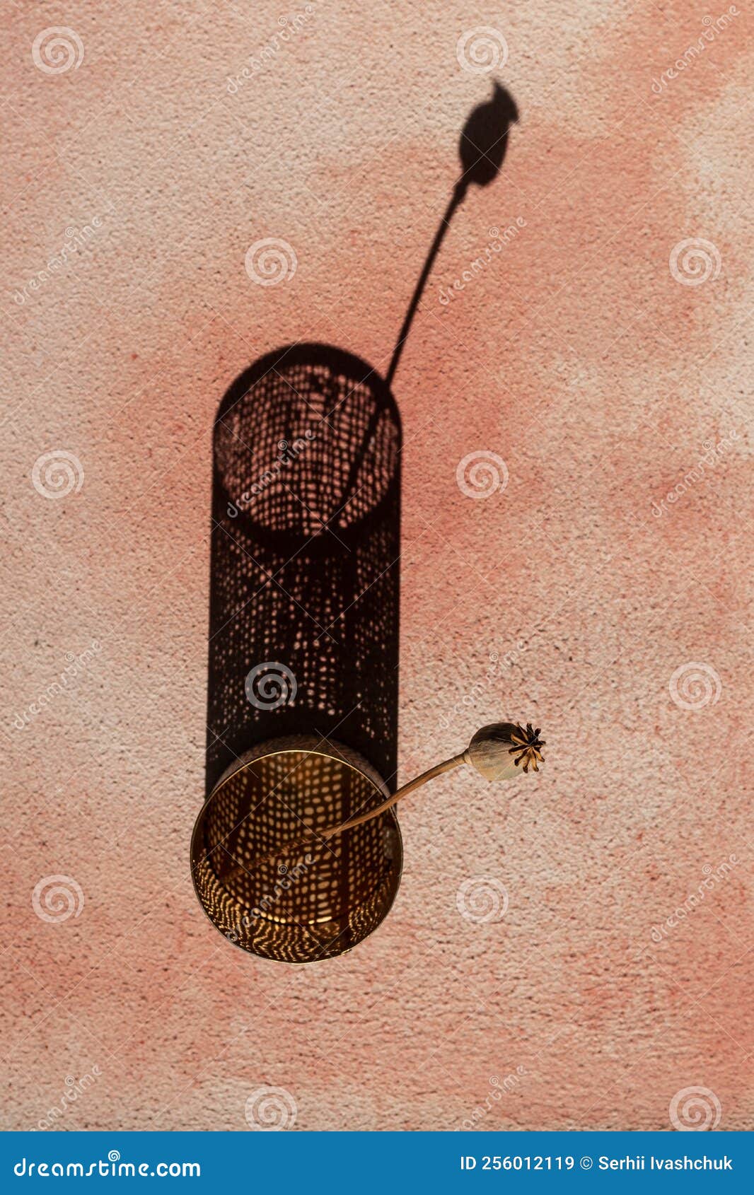 Poppy Plant with a Seed-head on a Pink Background. Stock Image - Image ...