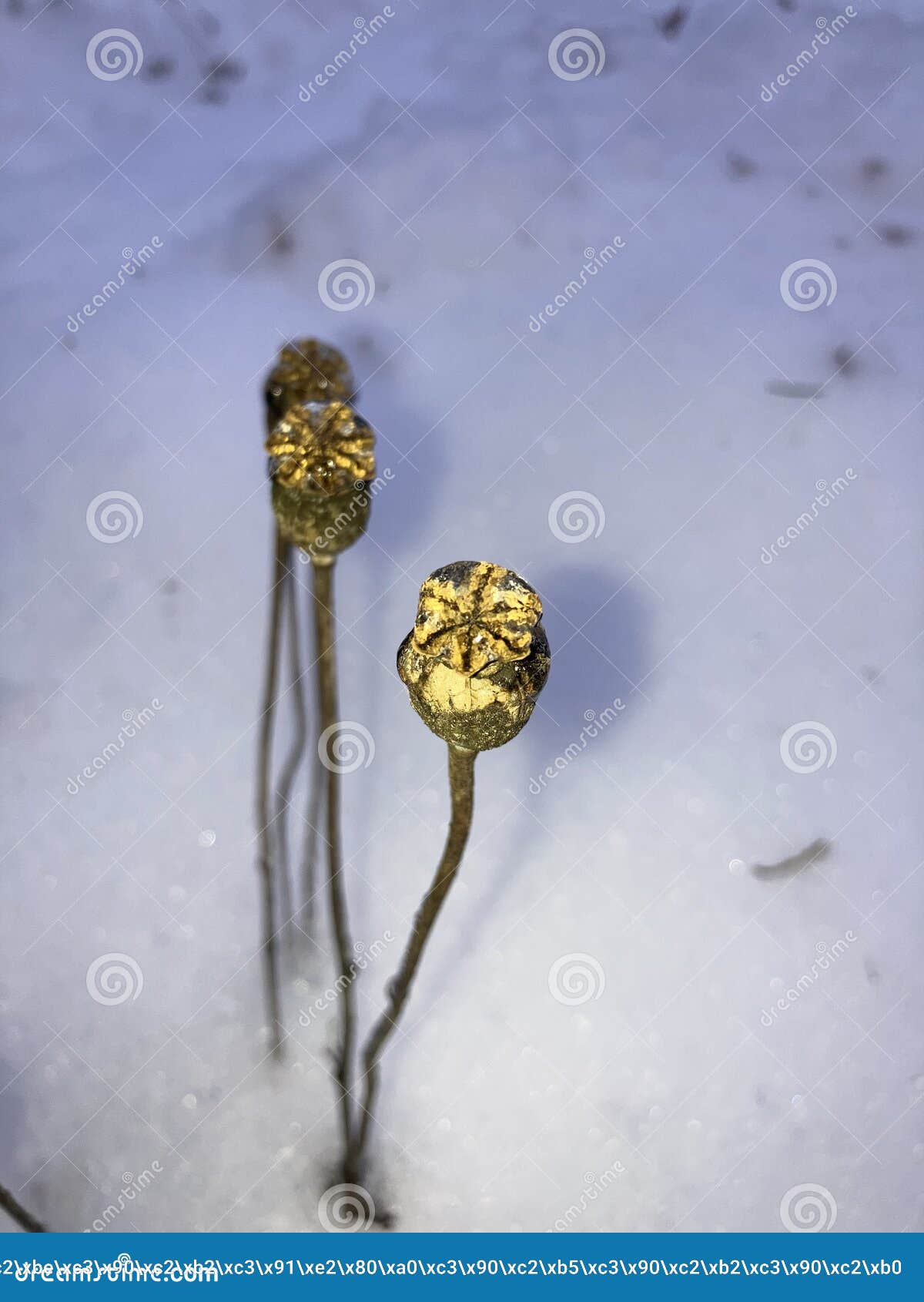 Poppy plant in winter stock photo. Image of circle, iron - 267975564