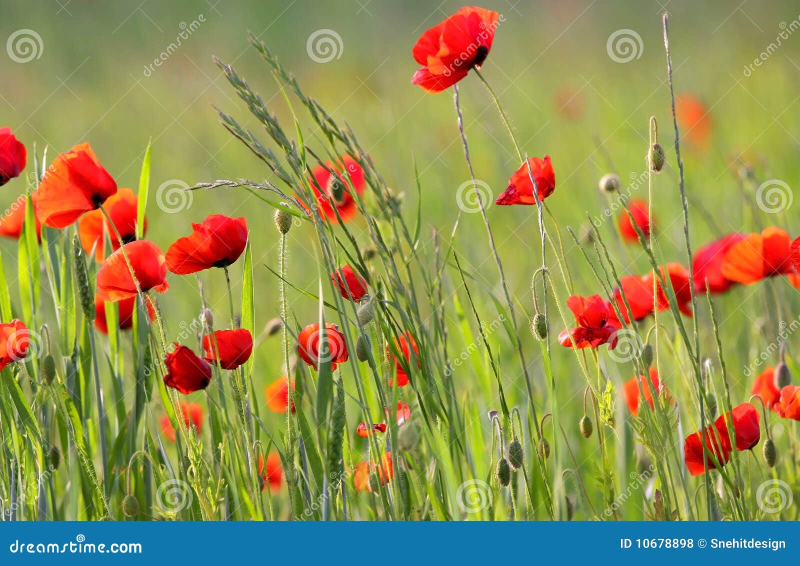 Poppy plantation stock photo. Image of fresh, beauty - 10678898