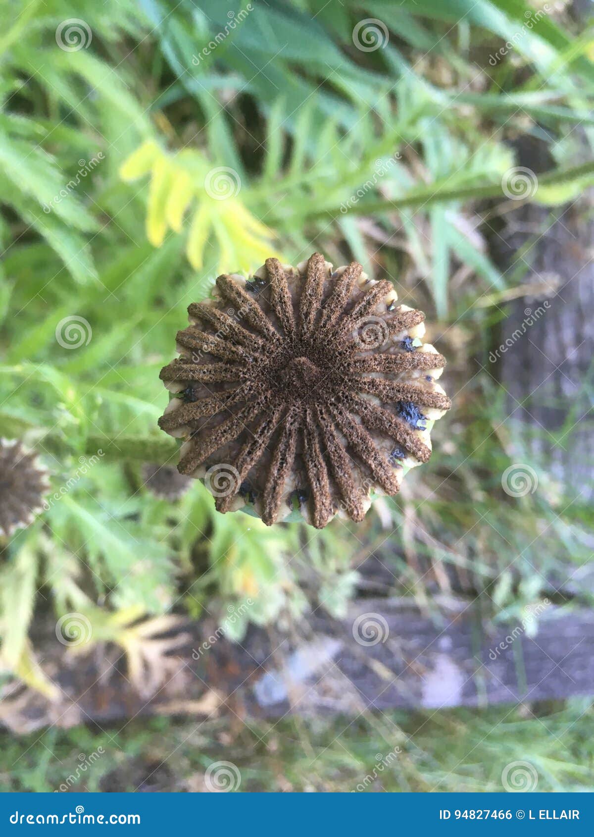 Poppy pod stock photo. Image of starburst, pretty, seedpod - 94827466