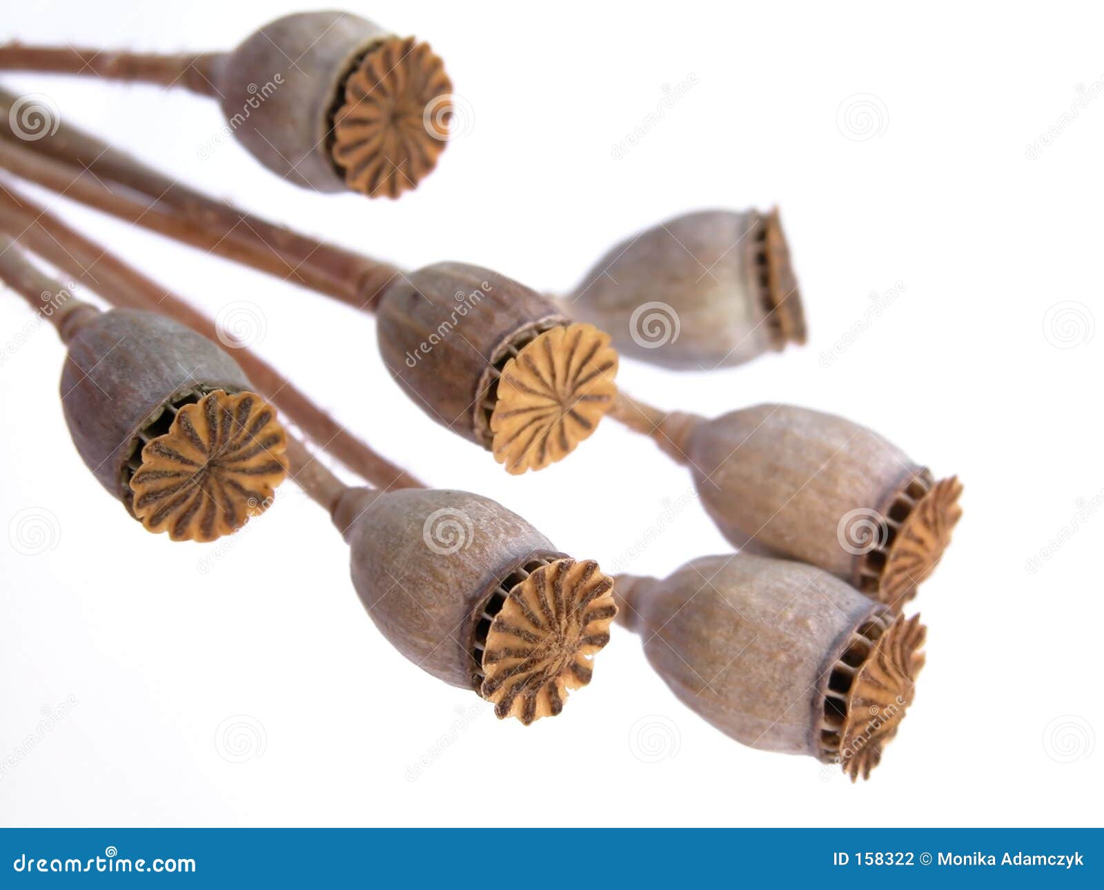 Poppy pods stock photo. Image of green, growing, nature - 158322