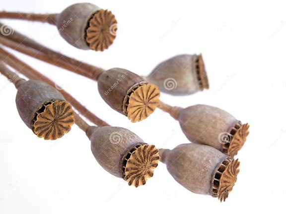 Poppy pods stock photo. Image of green, growing, nature - 158322