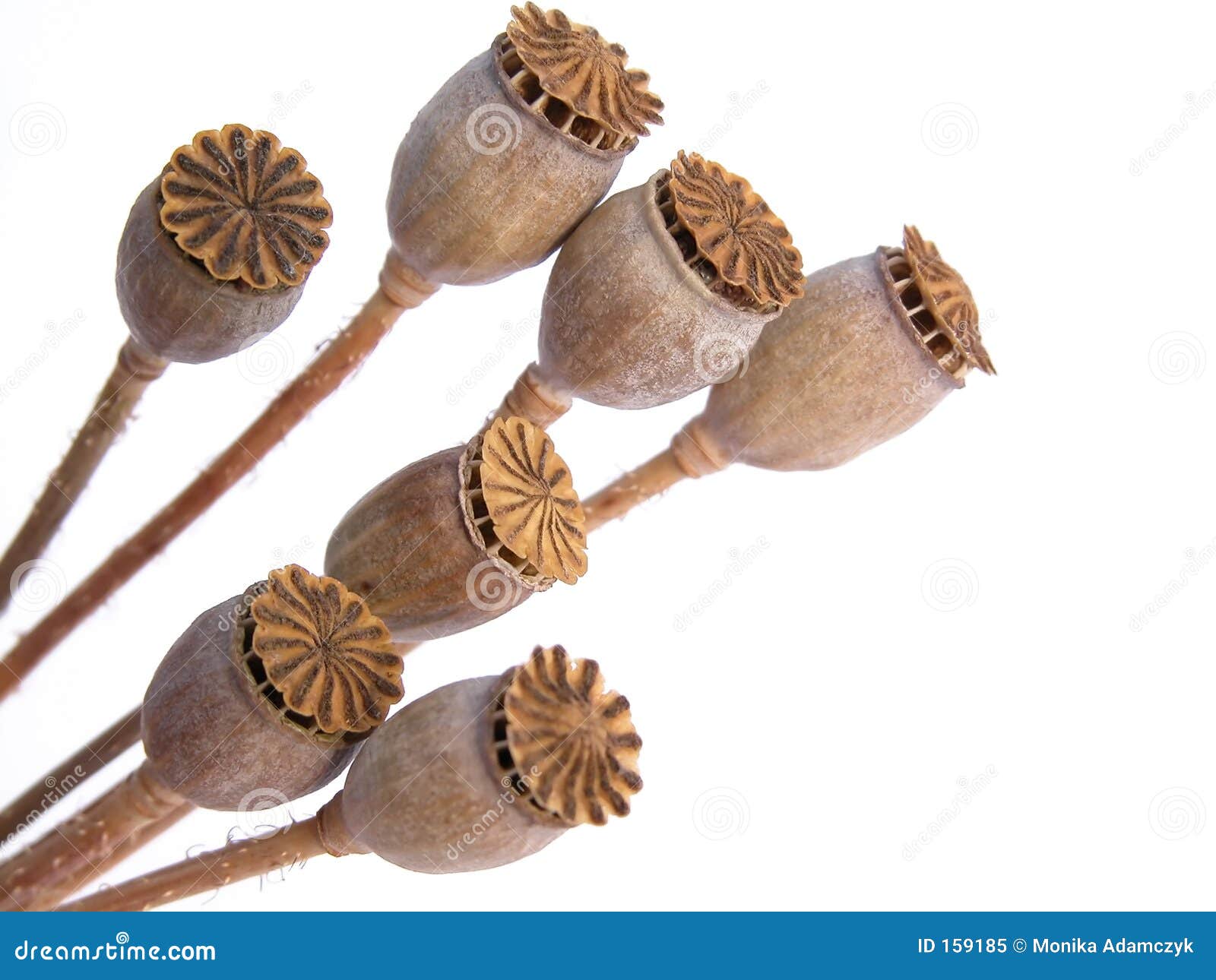 Poppy pods stock image. Image of flower, flowers, change - 159185