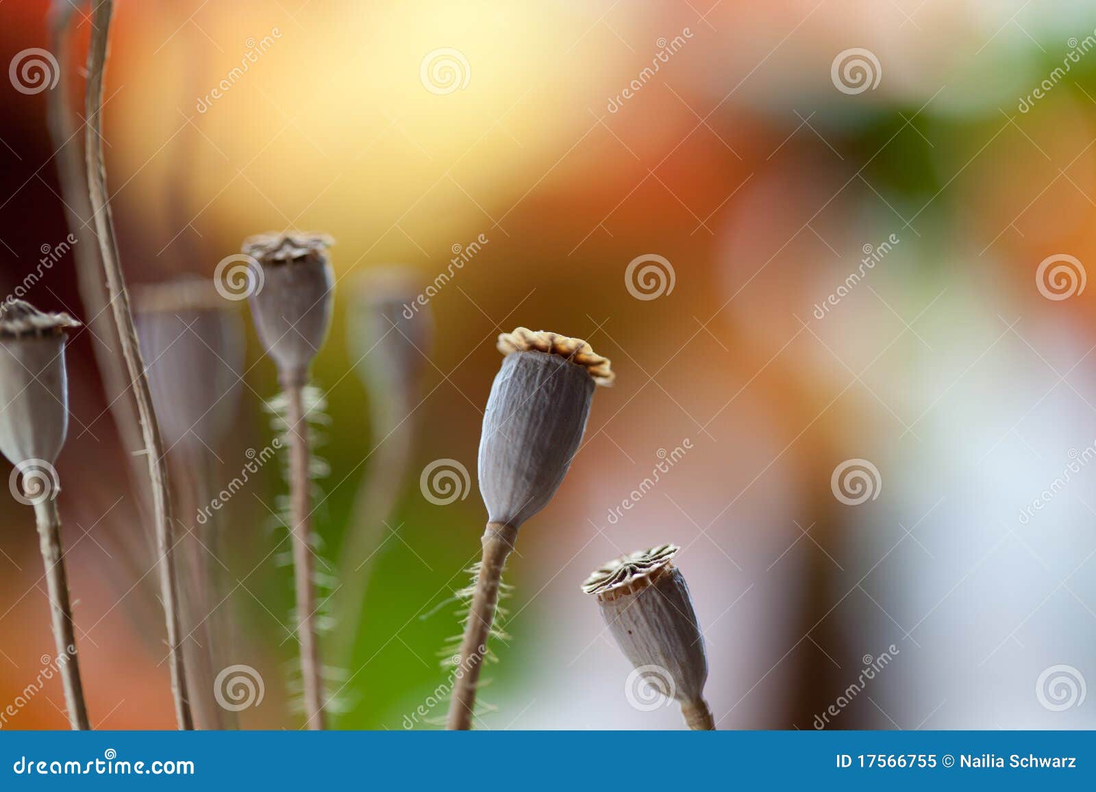 Poppy Pods stock image. Image of autumn, flower, dead - 17566755