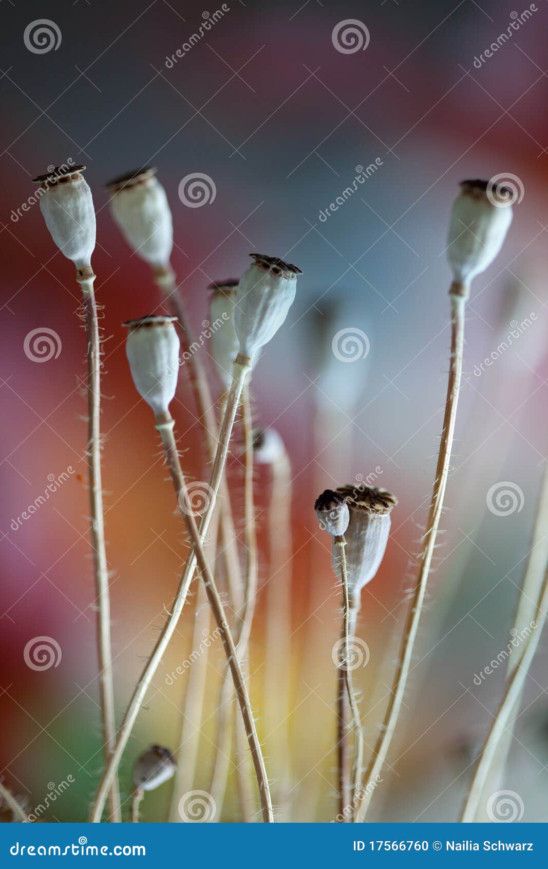 Poppy Pods stock photo. Image of flower, seed, dead, aged - 17566760