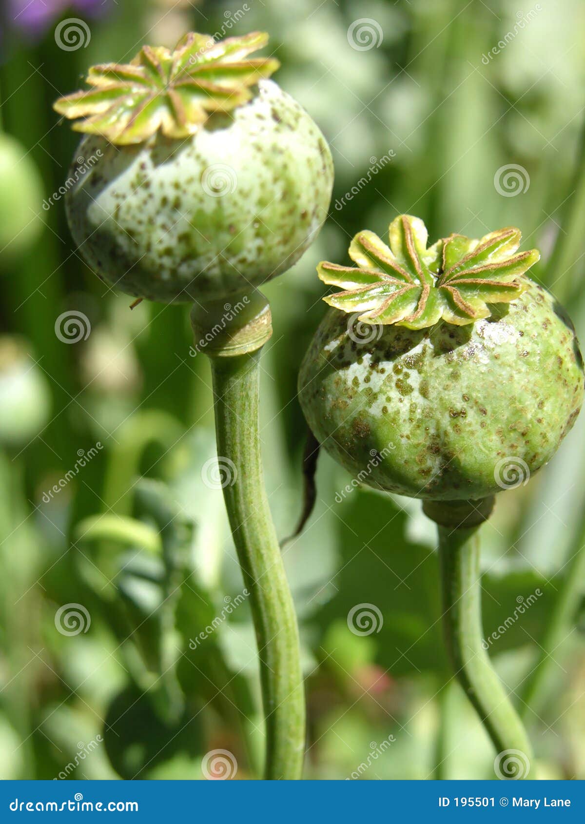 Poppy Pods stock image. Image of nature, plant, closeup - 195501