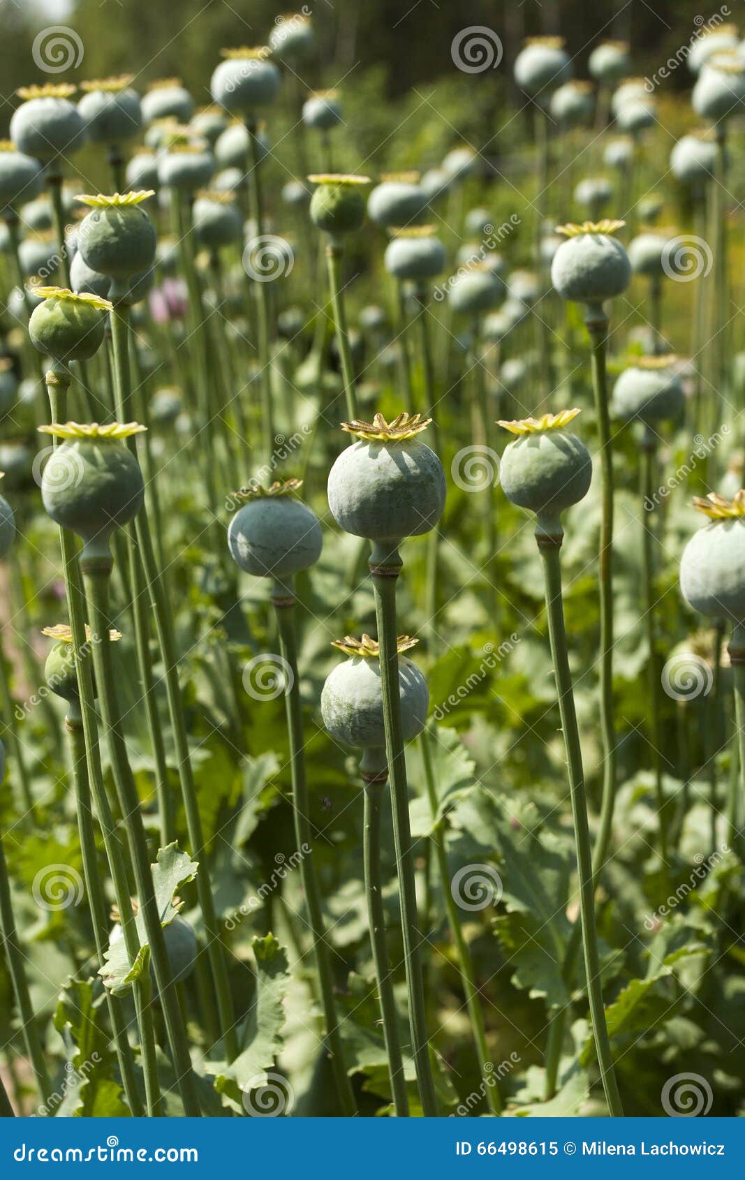 Poppy pods stock image. Image of medicine, landscapes - 66498615