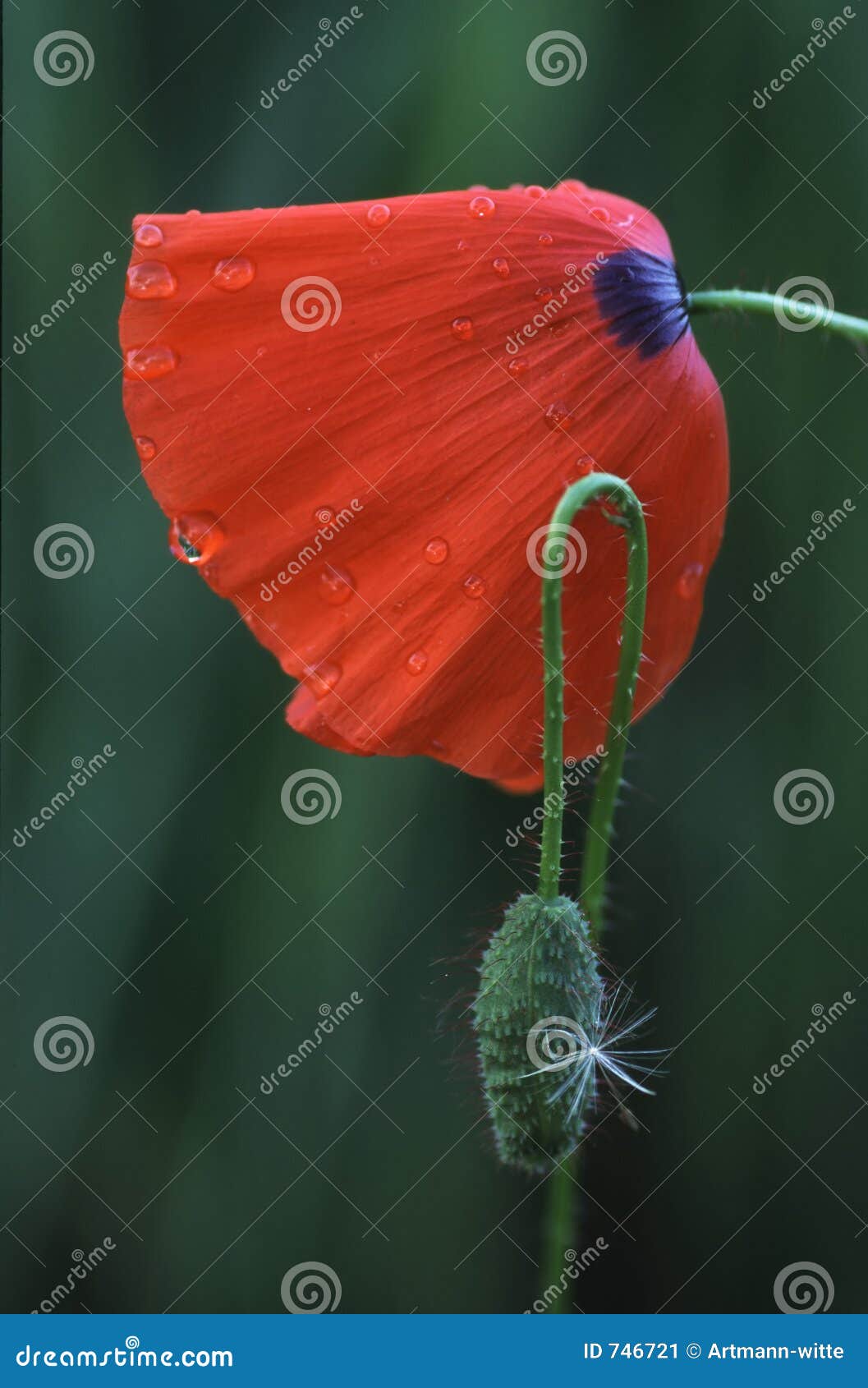 Poppy with raindrops stock image. Image of spring, fresh - 746721