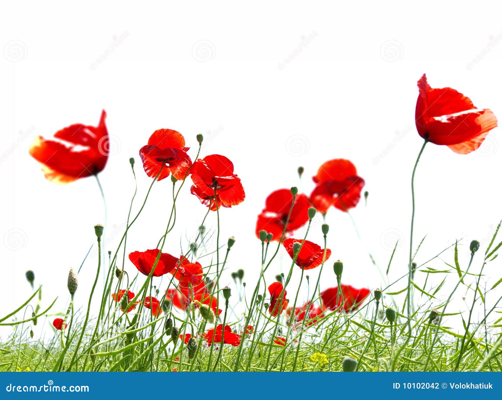 Poppy red stock photo. Image of gardening, bloom, color - 10102042