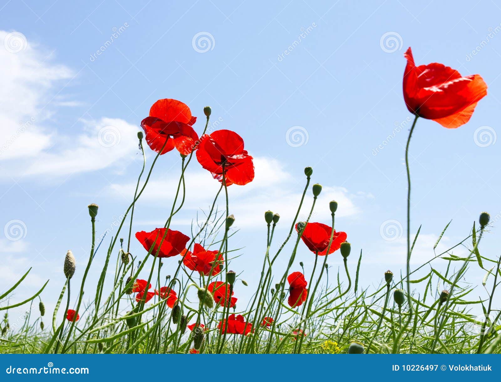 Poppy red stock image. Image of leaf, frame, color, herbage - 10226497