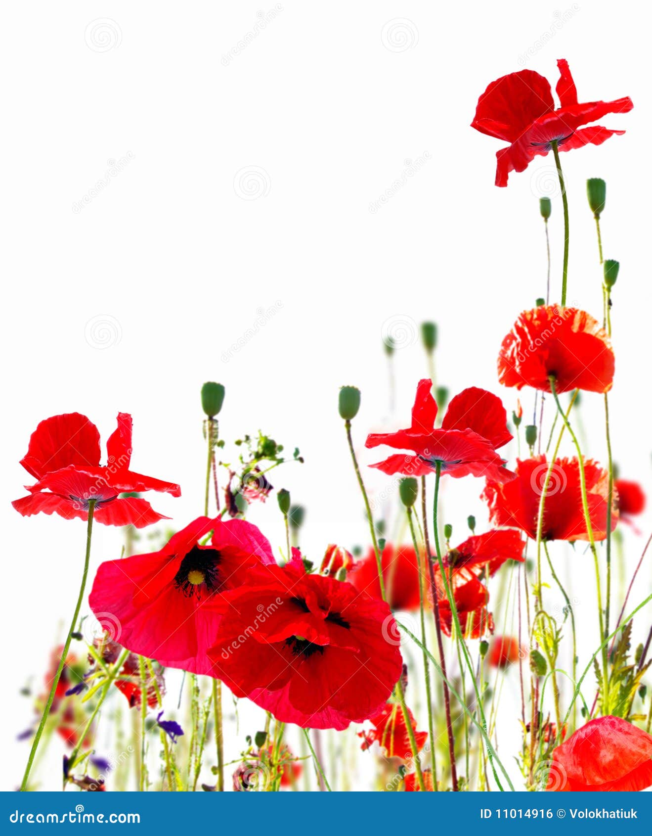 Poppy red stock photo. Image of farm, beauty, garden - 11014916
