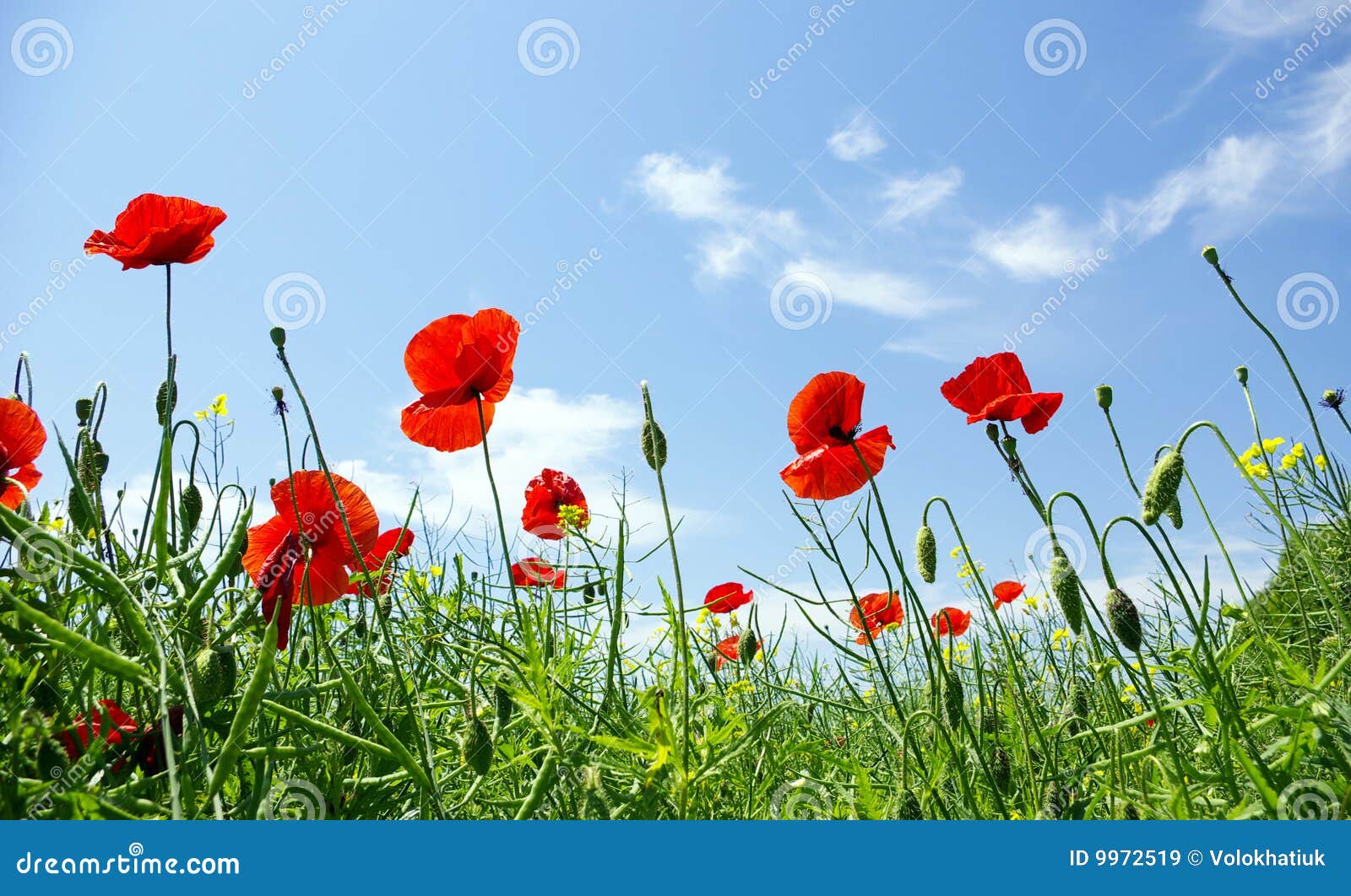 Poppy red stock image. Image of field, color, grass, blossom - 9972519