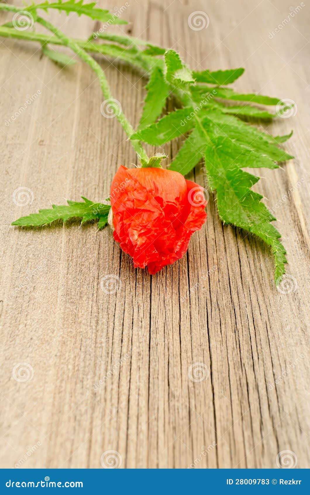 Poppy red on the board stock image. Image of bright, leaf - 28009783