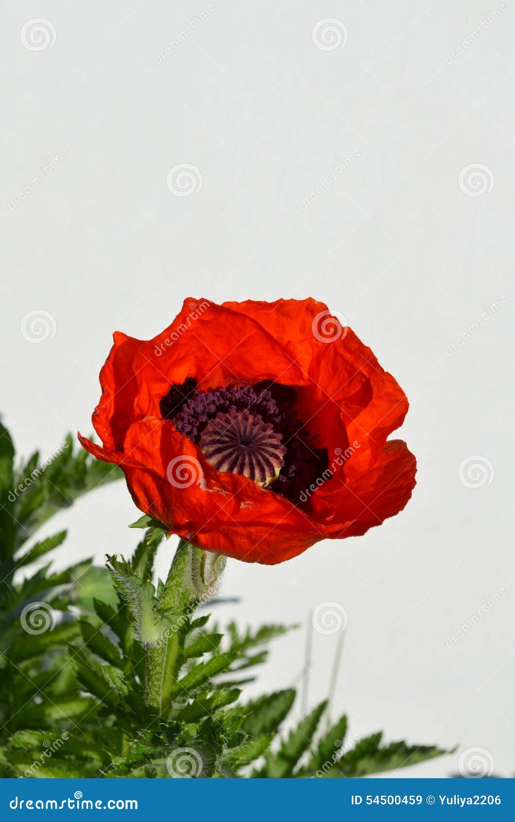 Poppy stock image. Image of botany, single, nature, plant - 54500459