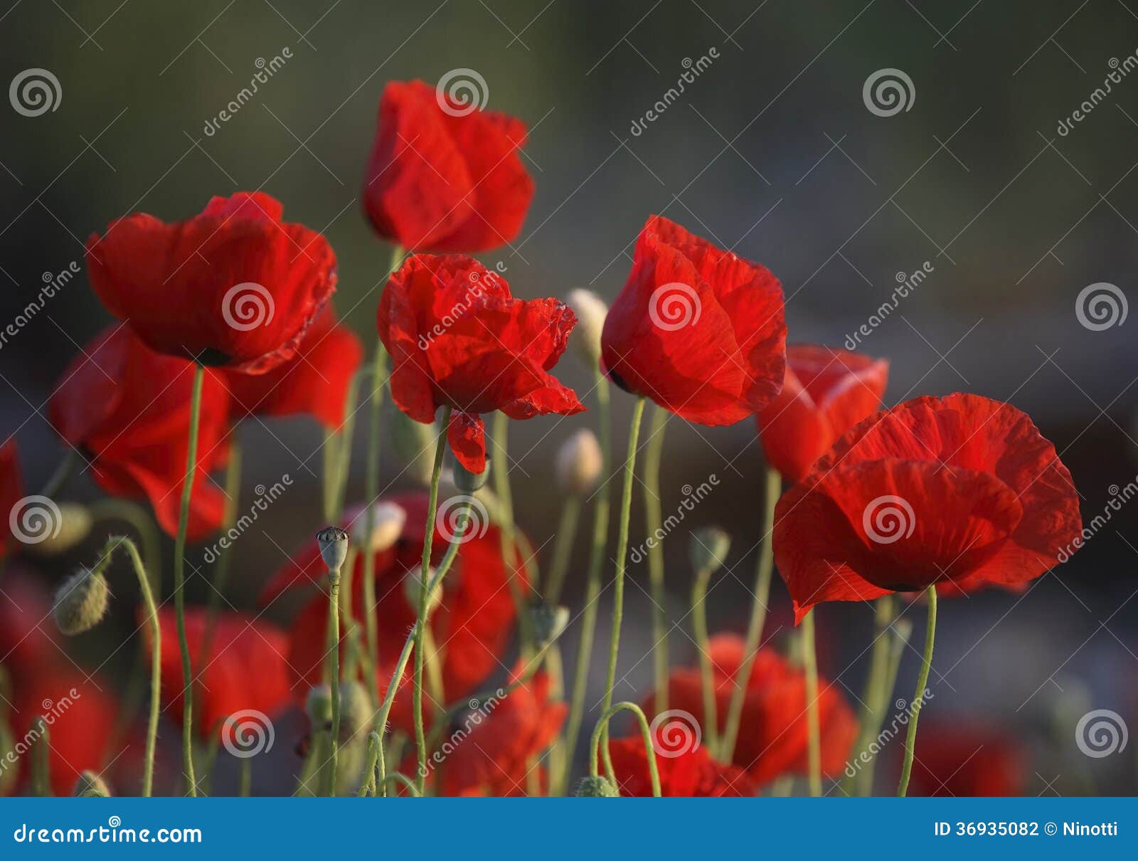 Poppy stock photo. Image of horizon, group, nature, objects - 36935082