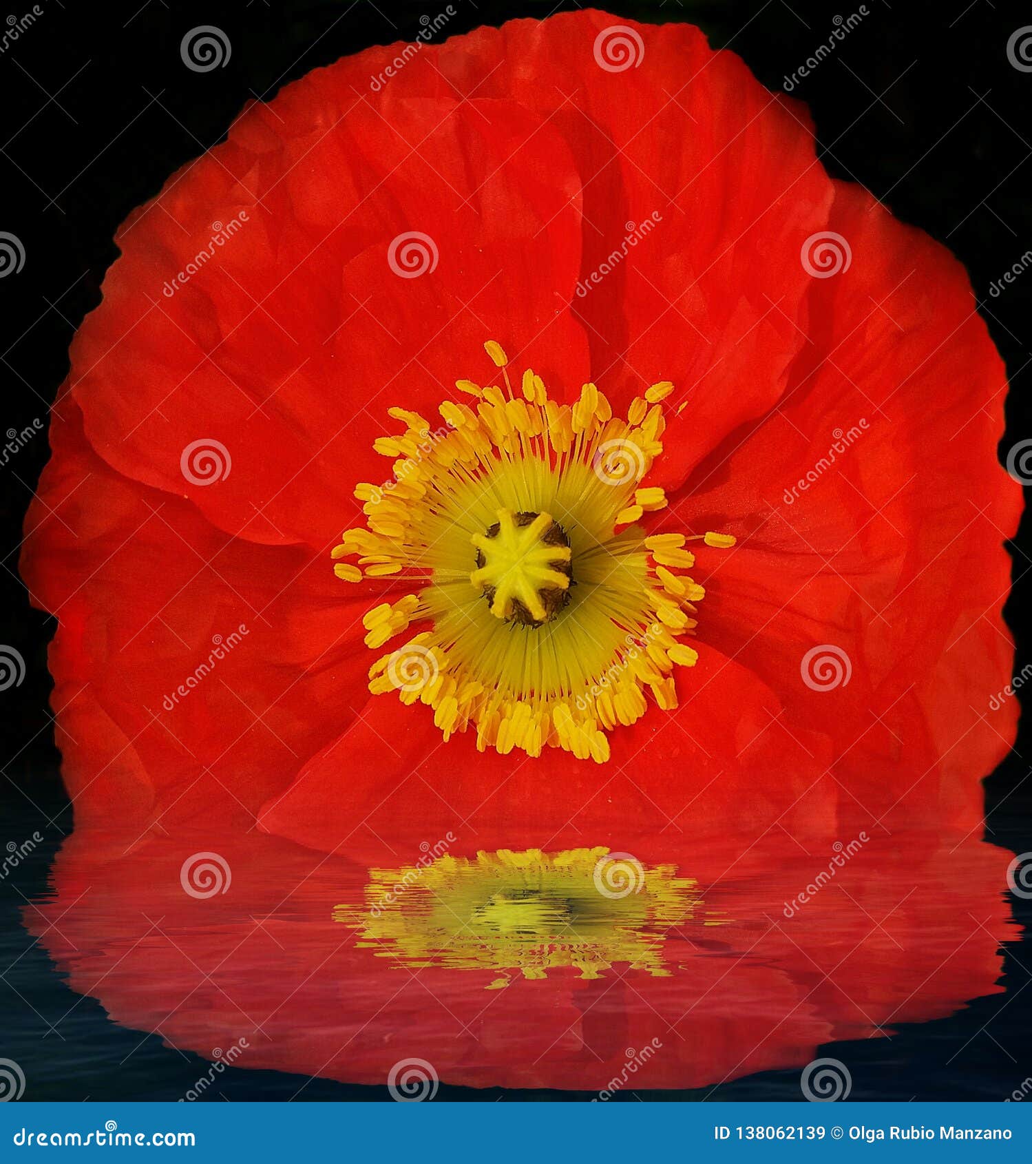 Poppy in reflection stock image. Image of poppy, love - 138062139