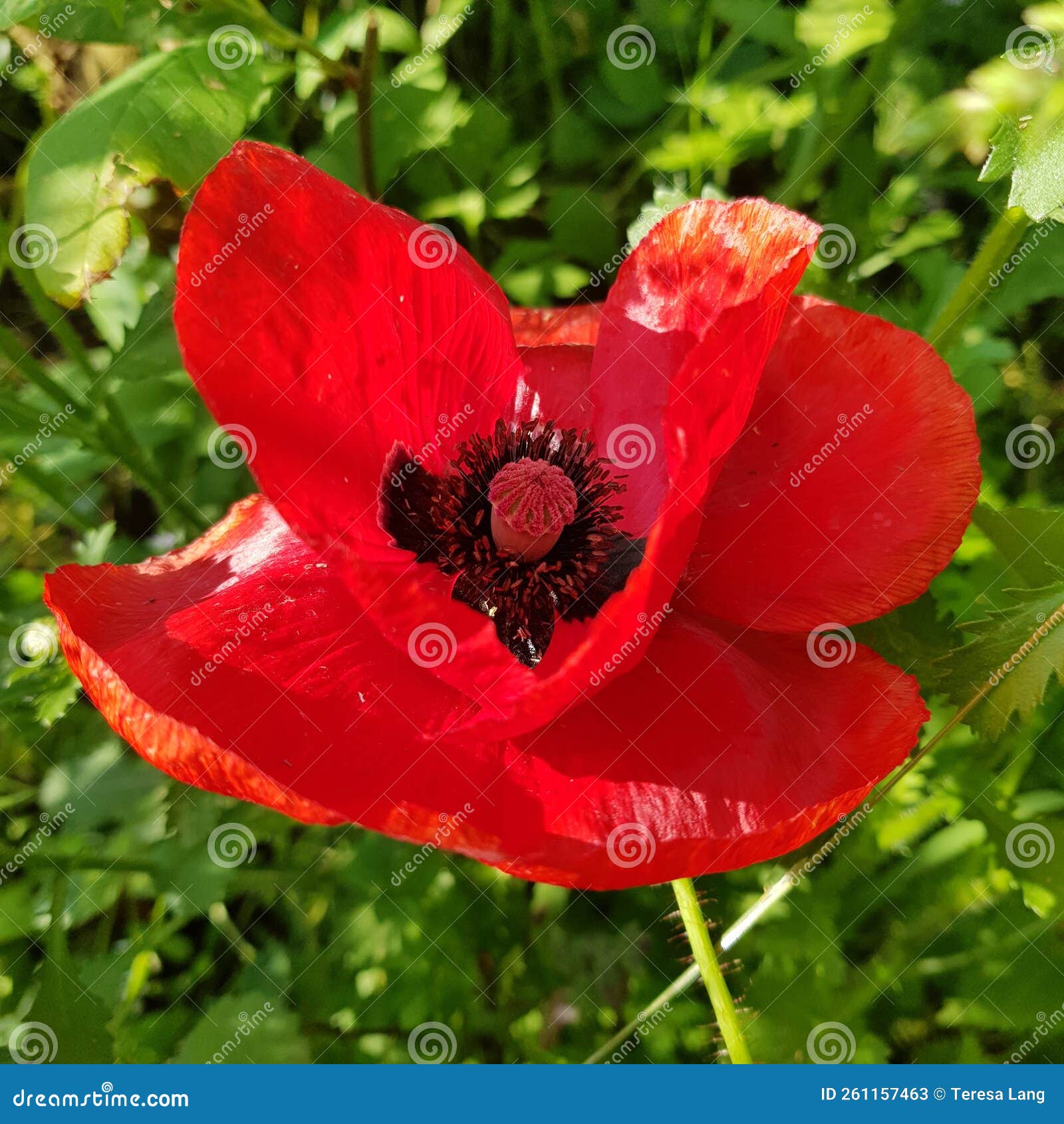 A Poppy for Remembrance Day Stock Image - Image of meadow, flower ...