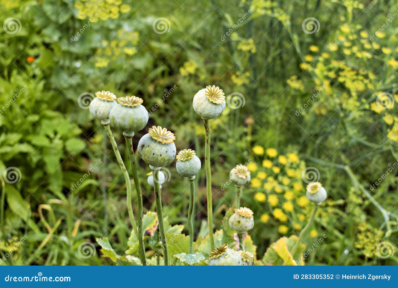 Ripens Poppy on Stems in the Garden Stock Photo - Image of yellow, lawn ...