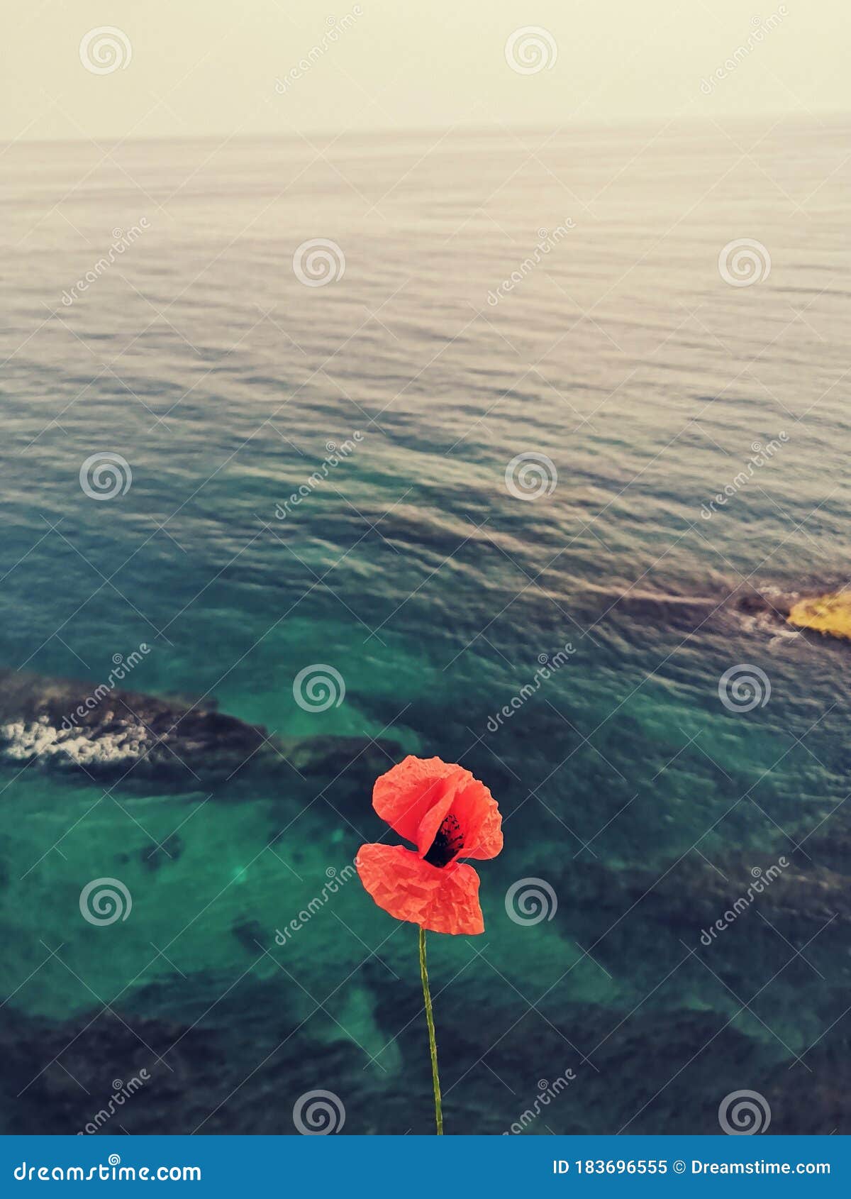 Poppy and sea stock image. Image of water, poppy, contrast - 183696555