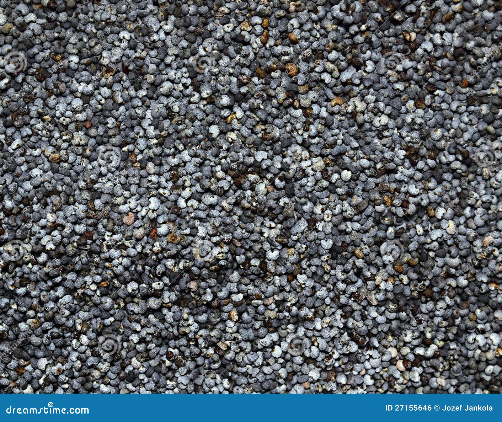 Poppy seed stock photo. Image of nutrition, recipe, seasoning - 27155646
