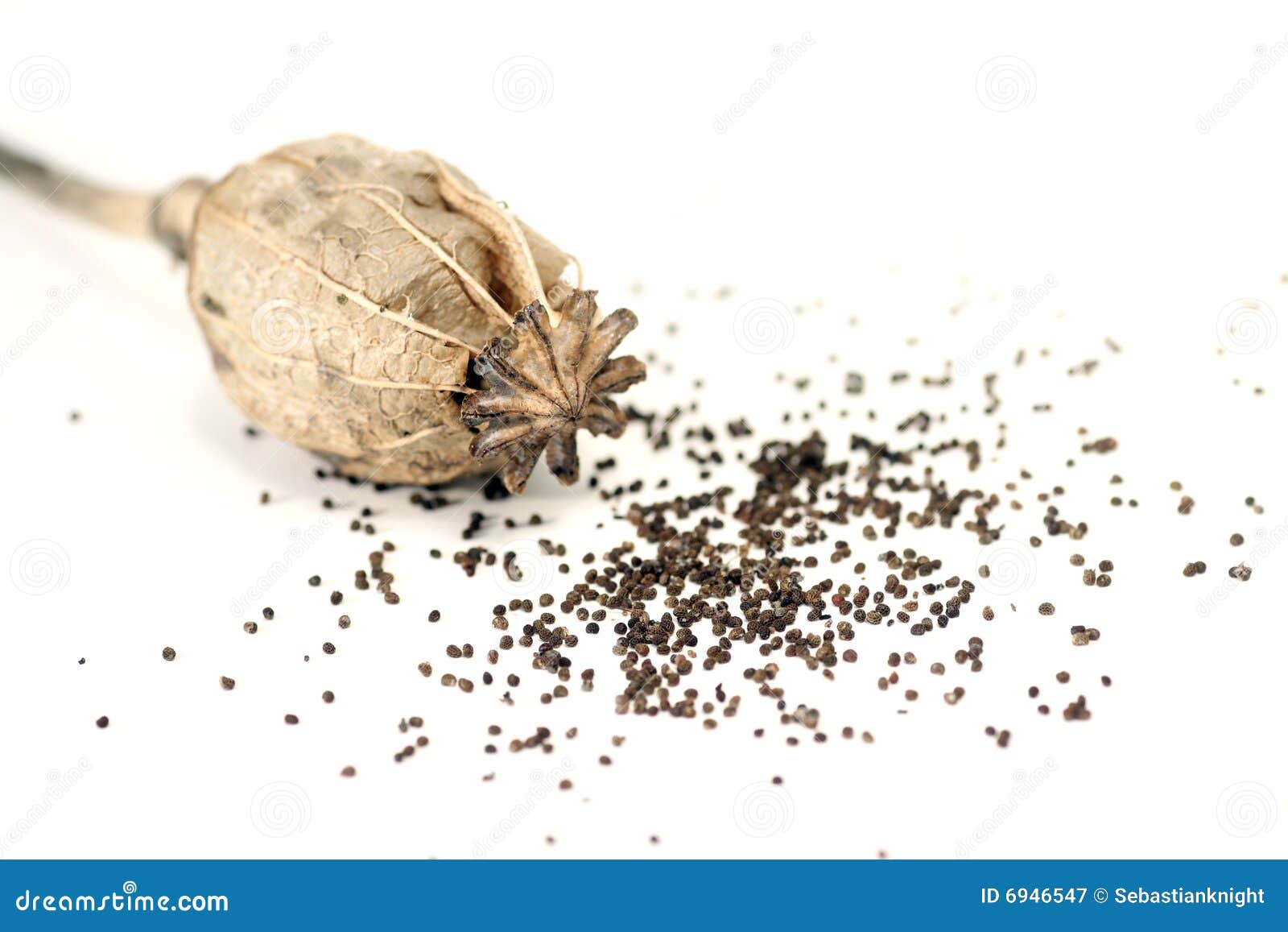 Poppy Seed Royalty-Free Stock Photo | CartoonDealer.com #37859223