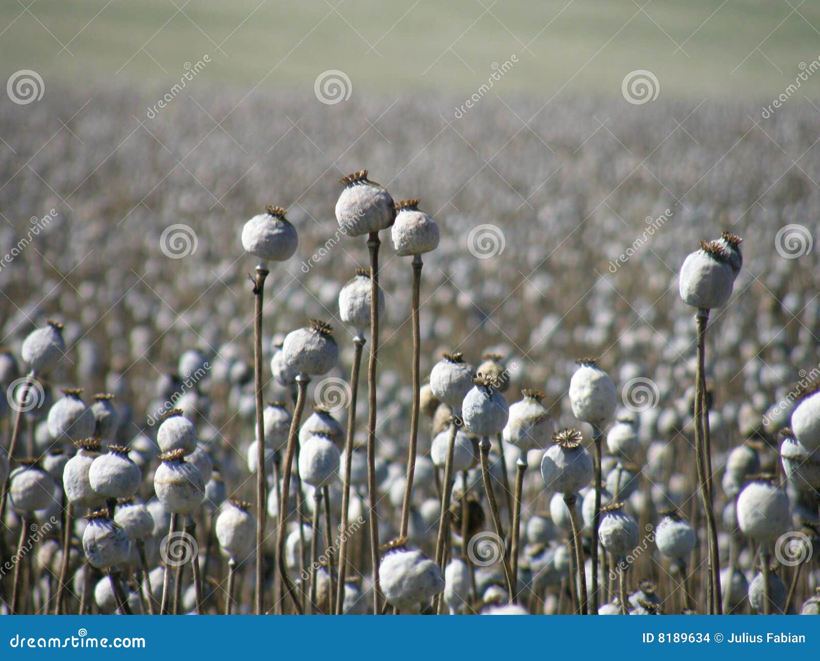 Poppy seed stock photo. Image of detail, field, acre, nature - 8189634