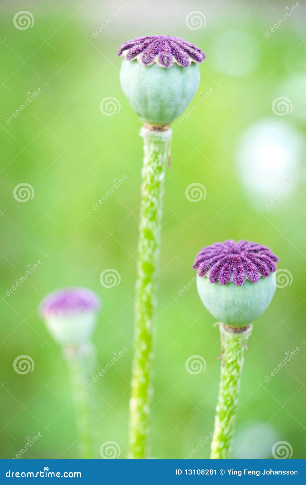 Seed Capsule Tree Cotton Gossypium Arboretum Royalty-Free Stock ...