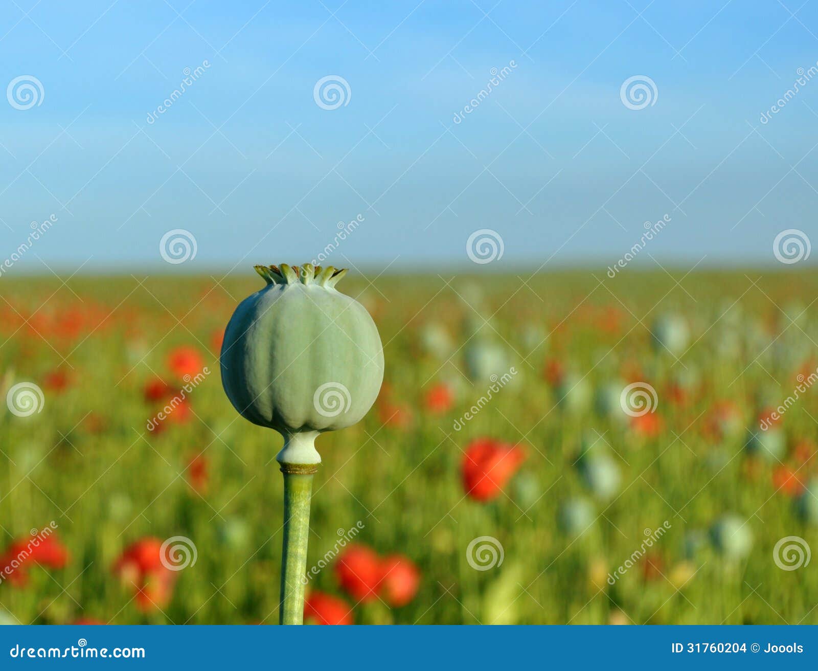Poppy seed capsule stock photo. Image of addiction, countryside - 31760204