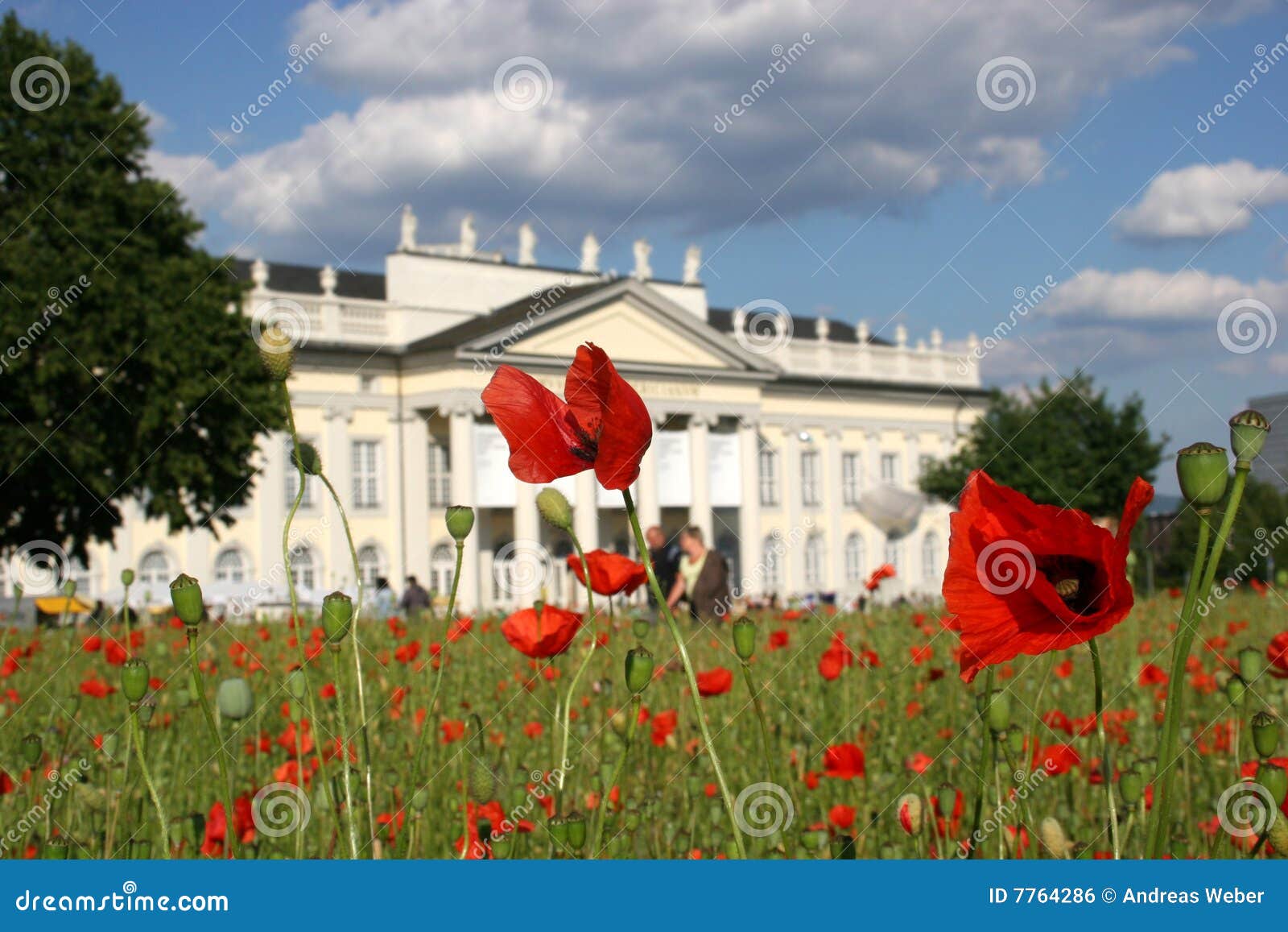 Poppy Seed Field in Frint of the Fridericianum in Stock Photo - Image ...